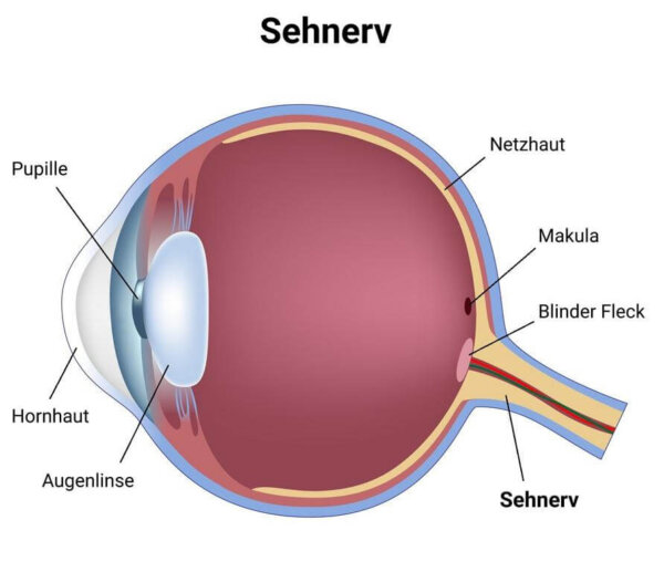 Sehnerv Geschdigt Was Tun